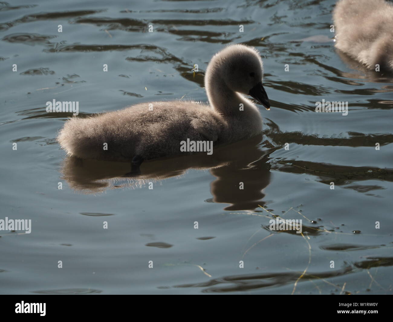 Animal bird swan birds feet hi-res stock photography and images - Alamy