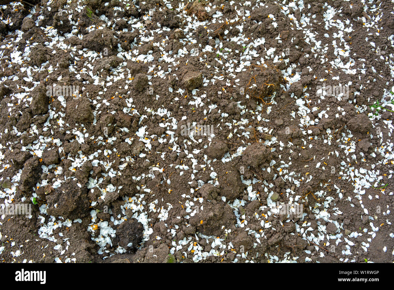 Fallen apple tree flowers petals in garden. White petals on the ground ...