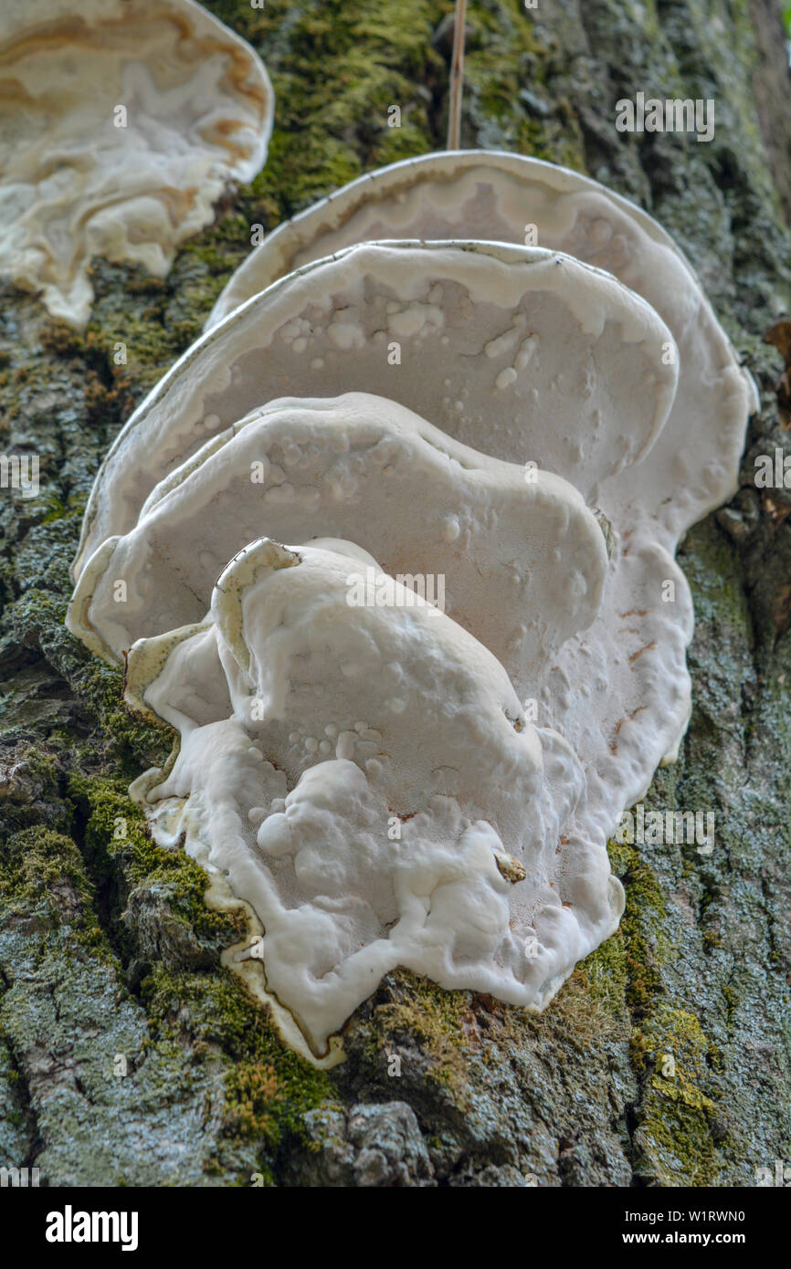 An old tree trunk, infected by fungal plant pathogen. Closeup view of ...