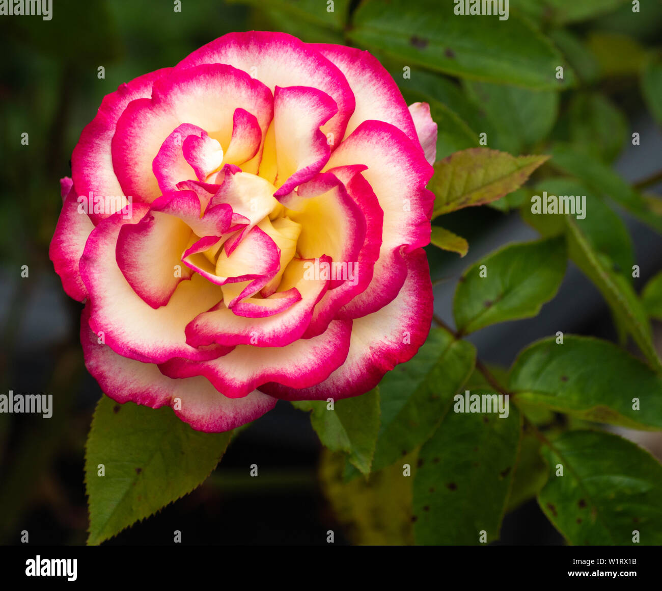 Pink edged rose hi-res stock photography and images - Alamy