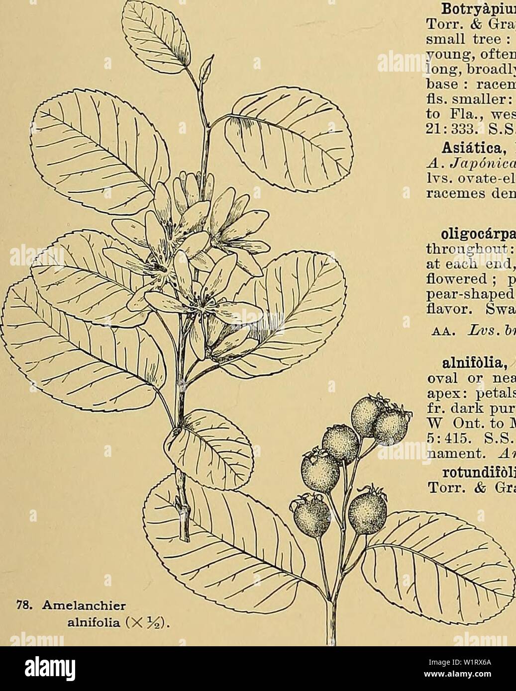 Archive image from page 82 of Cyclopedia of American horticulture ...