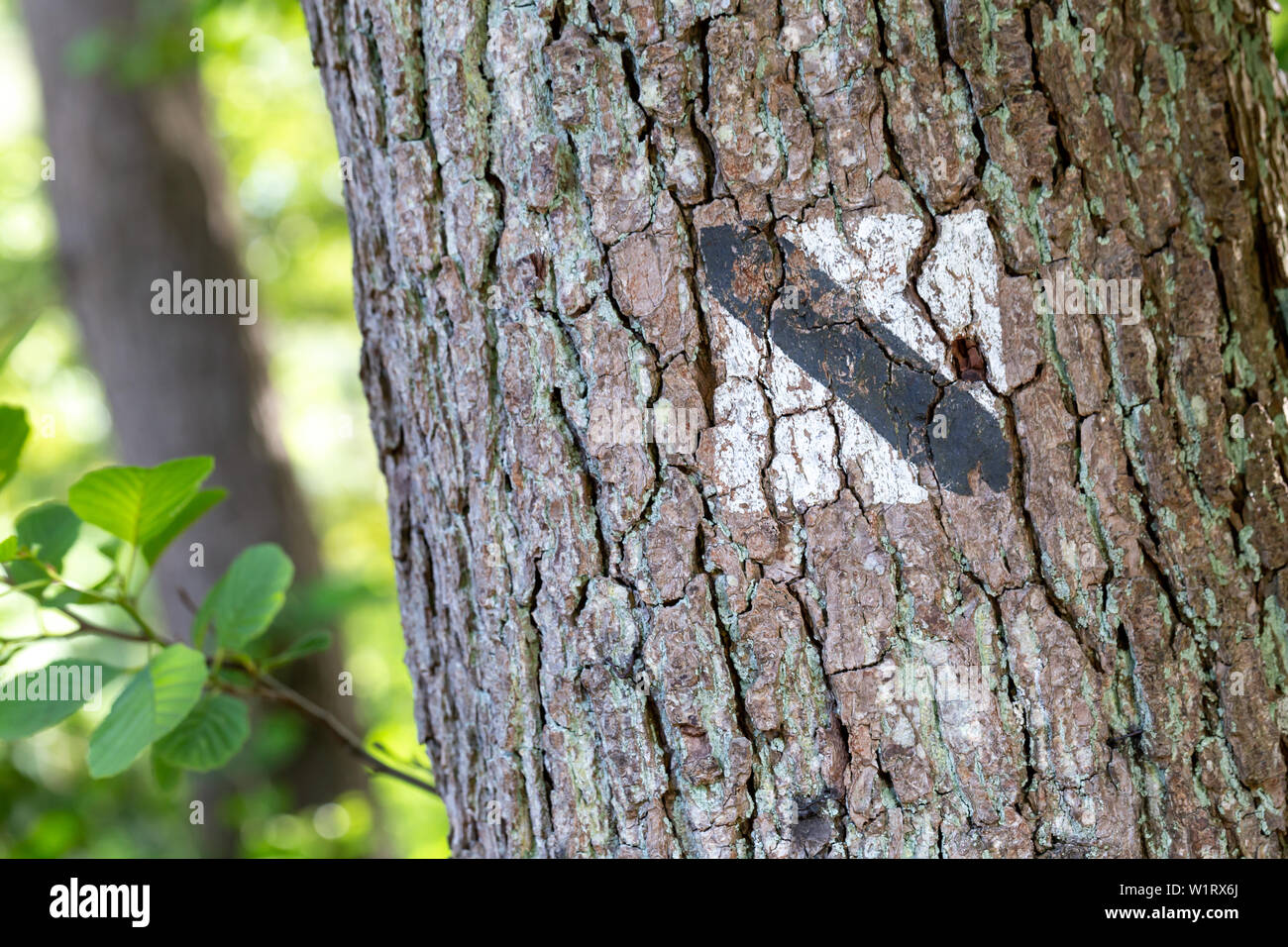 Pine tree trail marker hi-res stock photography and images - Alamy