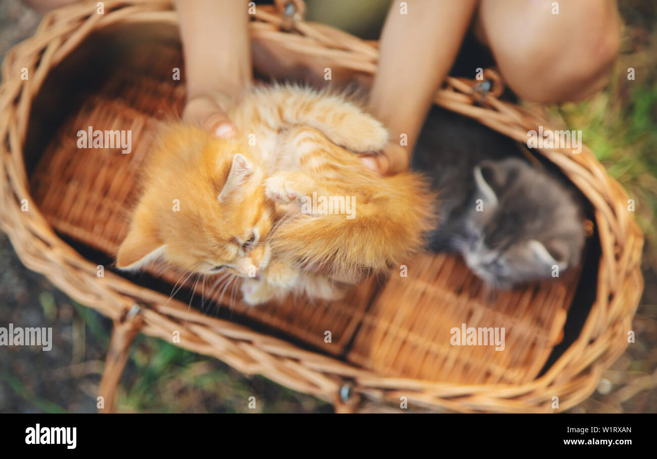 Little kittens in the hands of children. Selective focus. Animals Stock ...