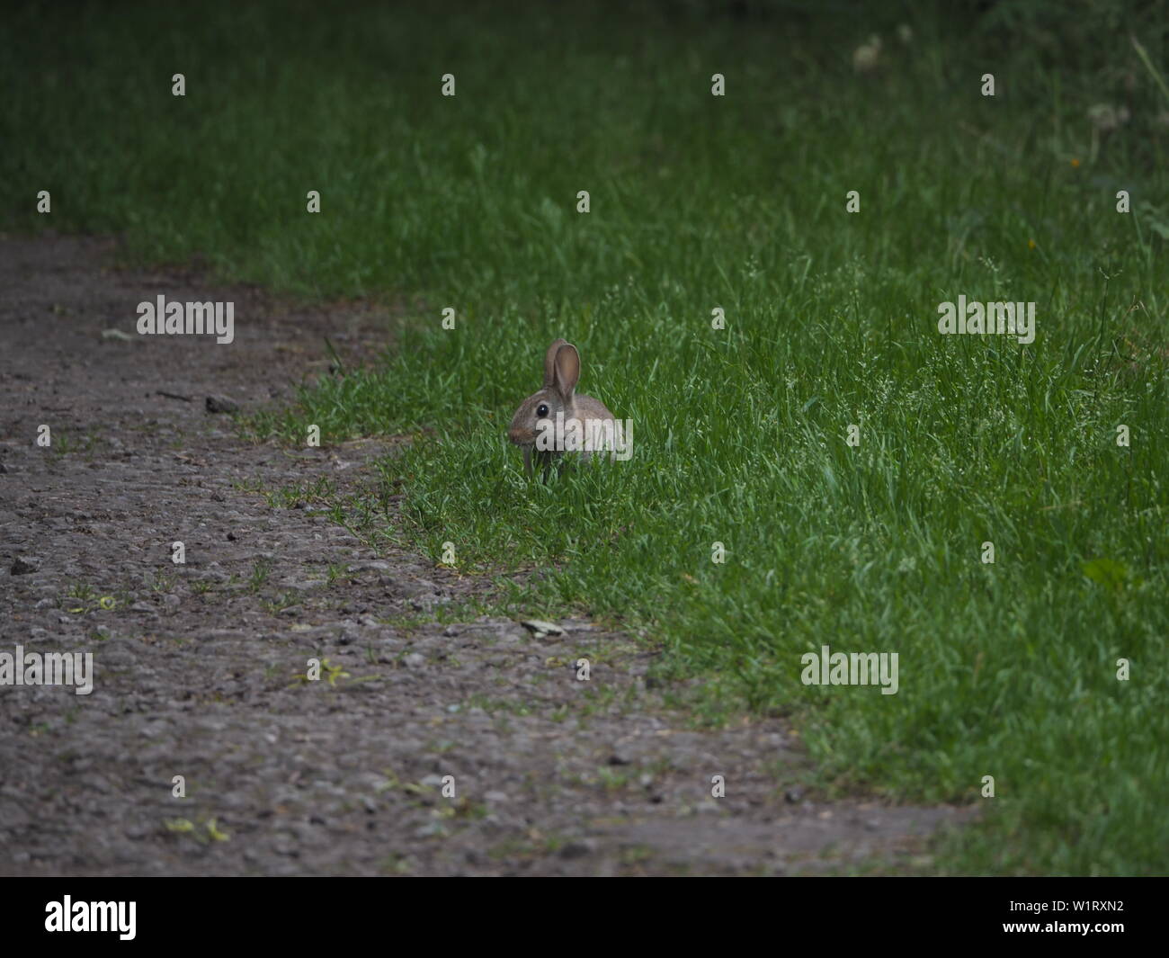 Baby bunny and forest hi-res stock photography and images - Alamy