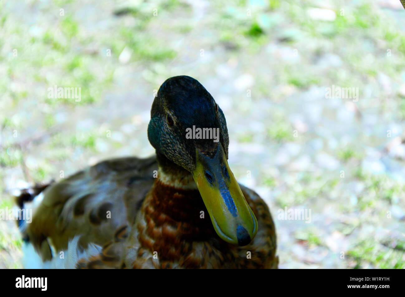 Breeding male mallard hi-res stock photography and images - Alamy