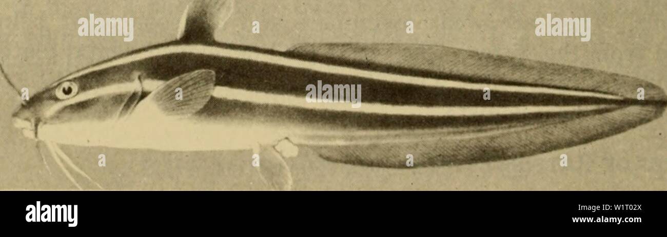 Archive image from page 85 of Dangerous marine animals (1959 ...