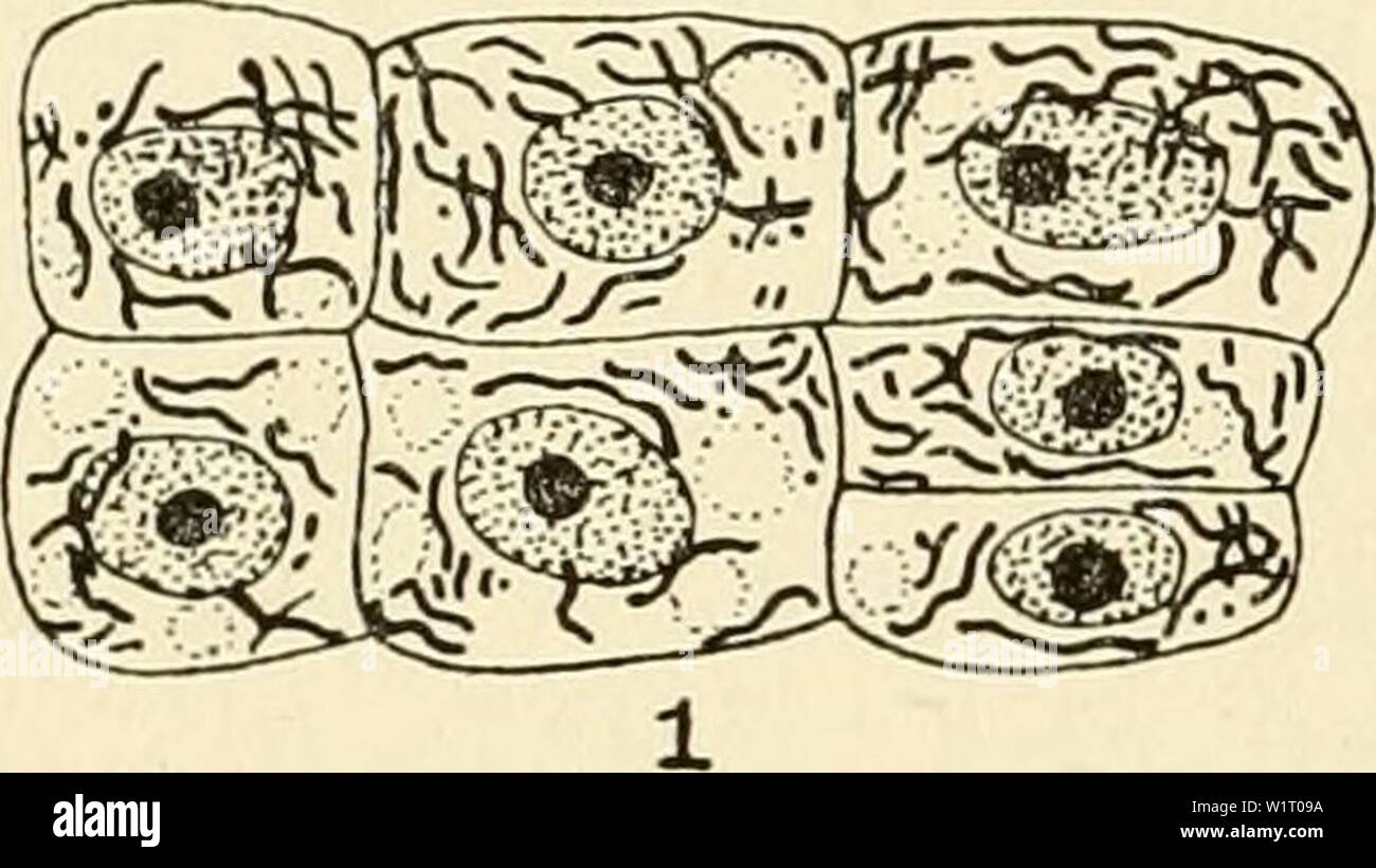 Archive image from page 85 of The cytoplasm of the plant. The cytoplasm ...