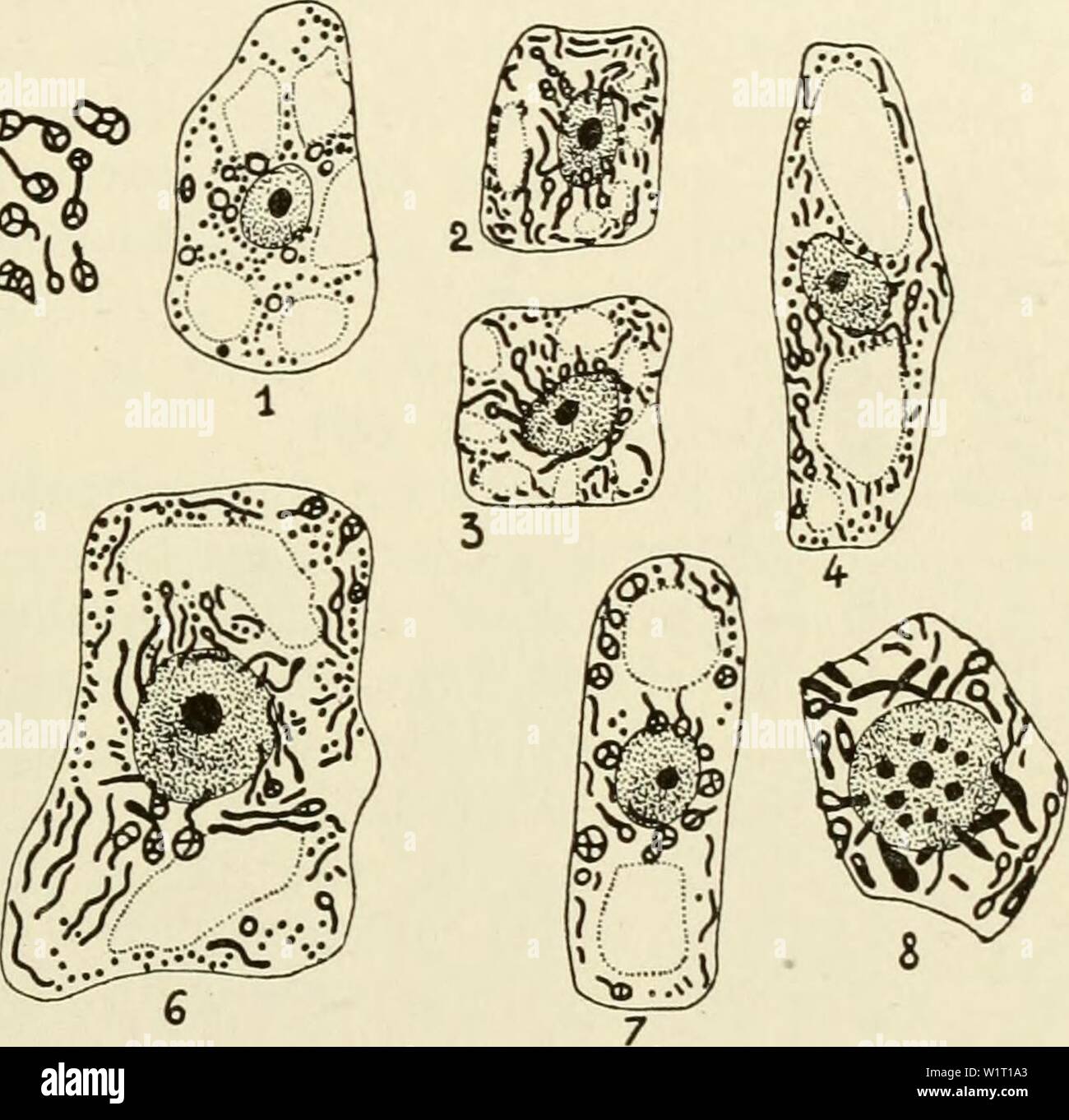 Archive image from page 86 of The cytoplasm of the plant. The cytoplasm ...