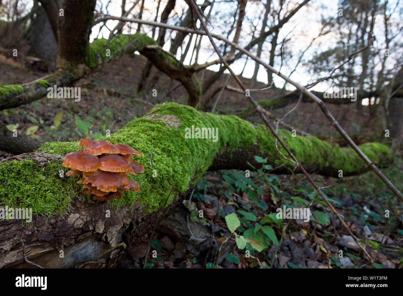 Baumpilze High Resolution Stock Photography and Images - Alamy