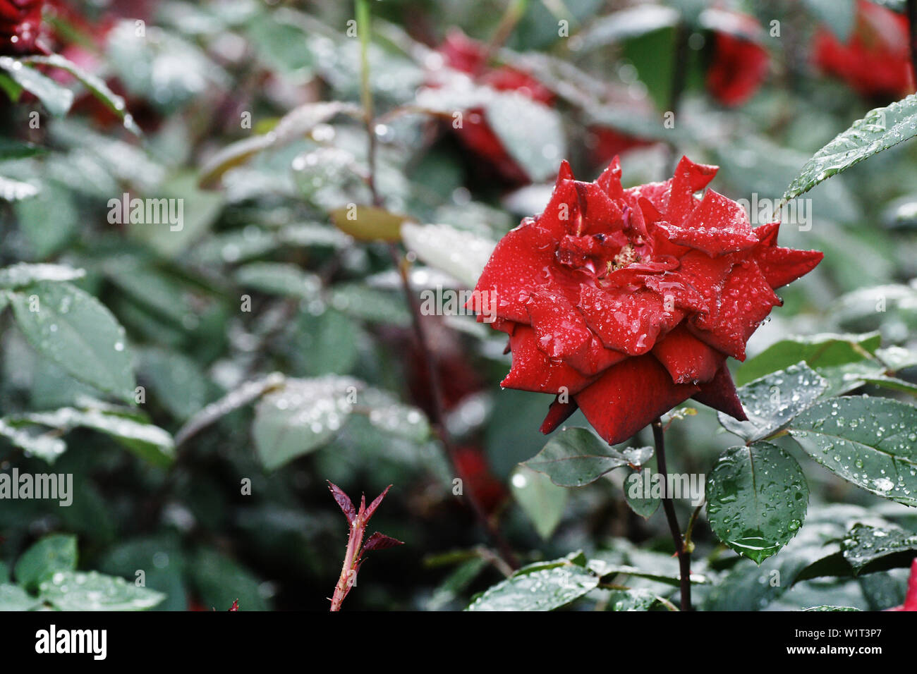 Beet rose hi-res stock photography and images - Alamy