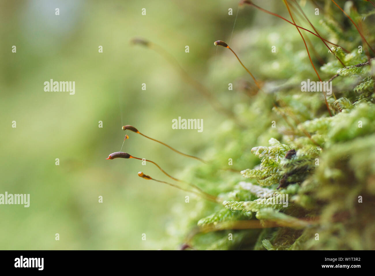 Moos sporophyt hi-res stock photography and images - Alamy