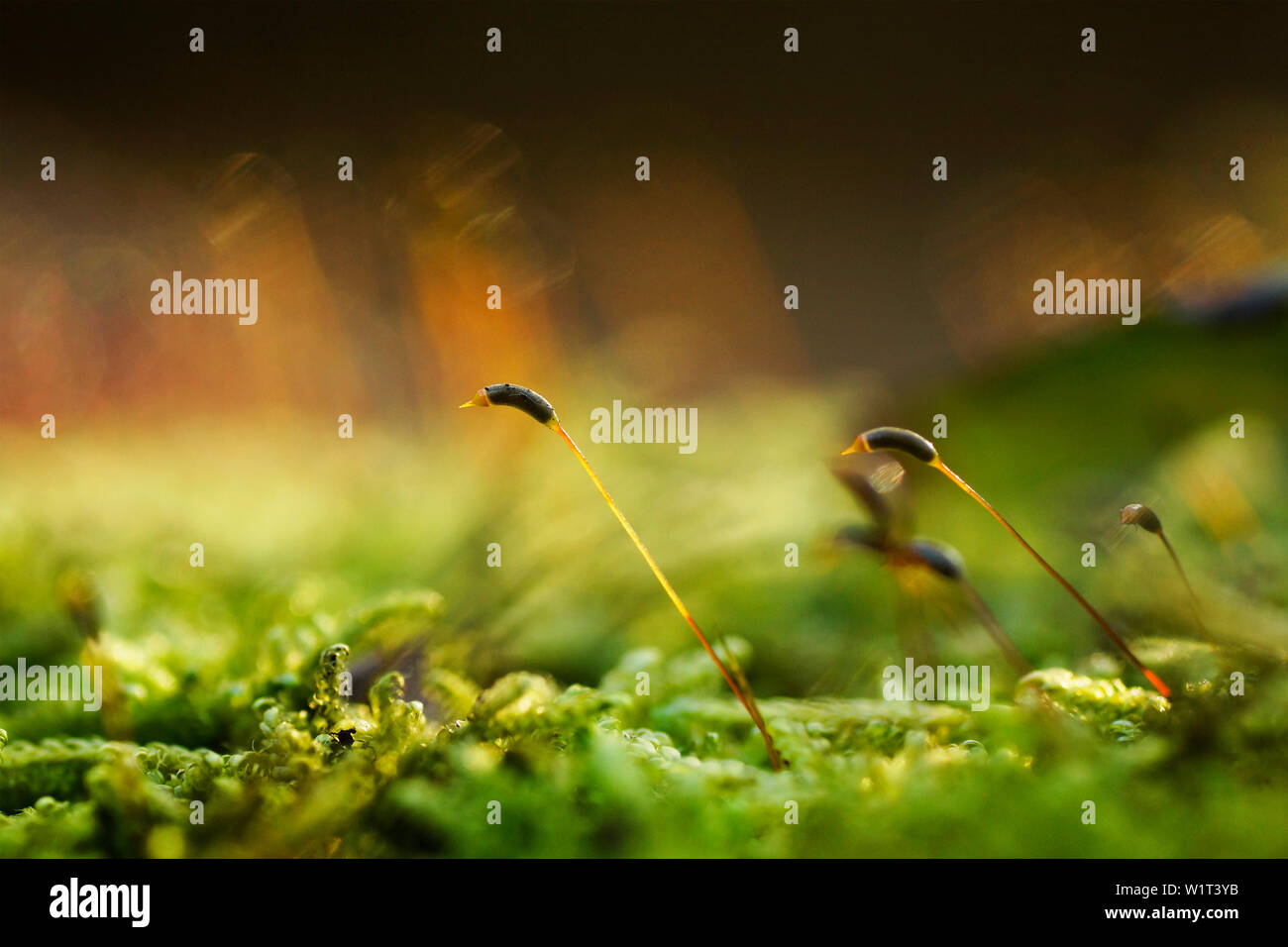 Moos sporophyt hi-res stock photography and images - Alamy
