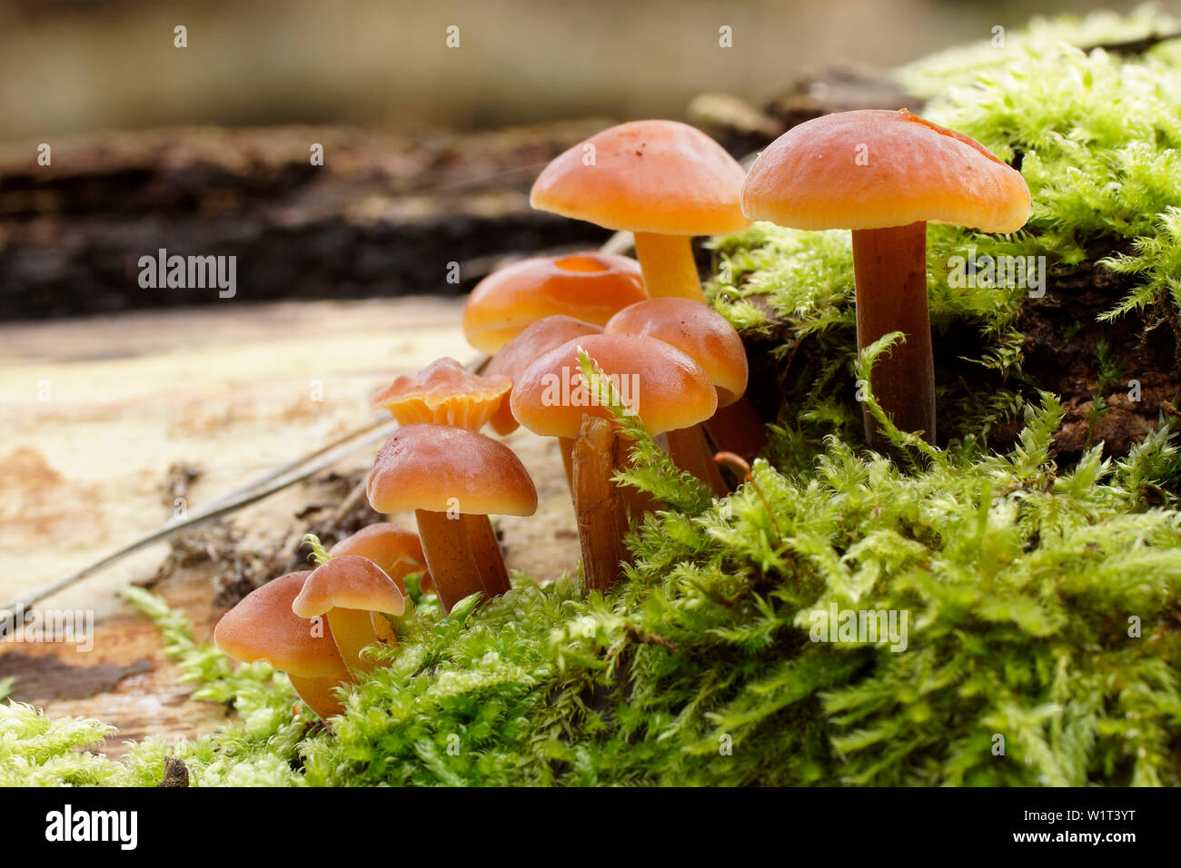 Baumpilze hi-res stock photography and images - Alamy