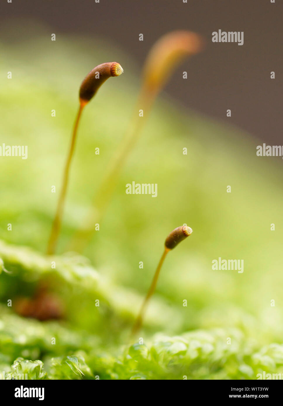 Moos sporophyt hi-res stock photography and images - Alamy