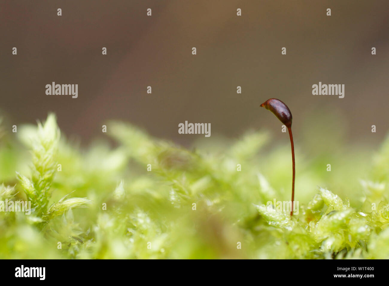 Moos sporophyt hi-res stock photography and images - Alamy