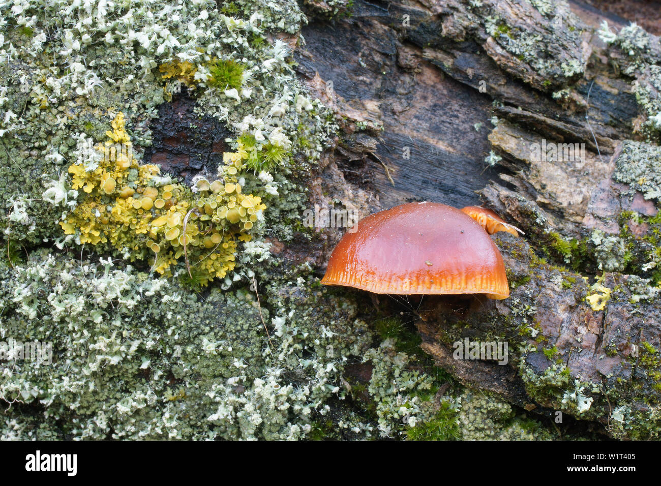 Baumpilz hi-res stock photography and images - Alamy