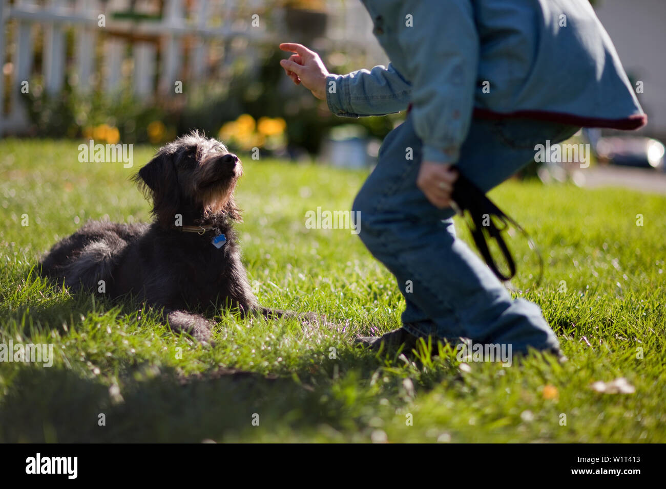 Dogs waiting owner outside hi-res stock photography and images - Alamy