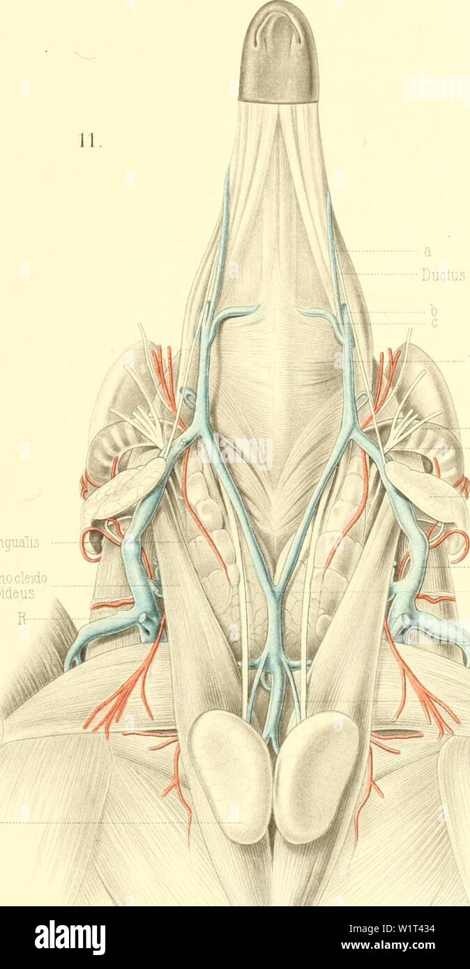 Mastoideus hi-res stock photography and images - Alamy