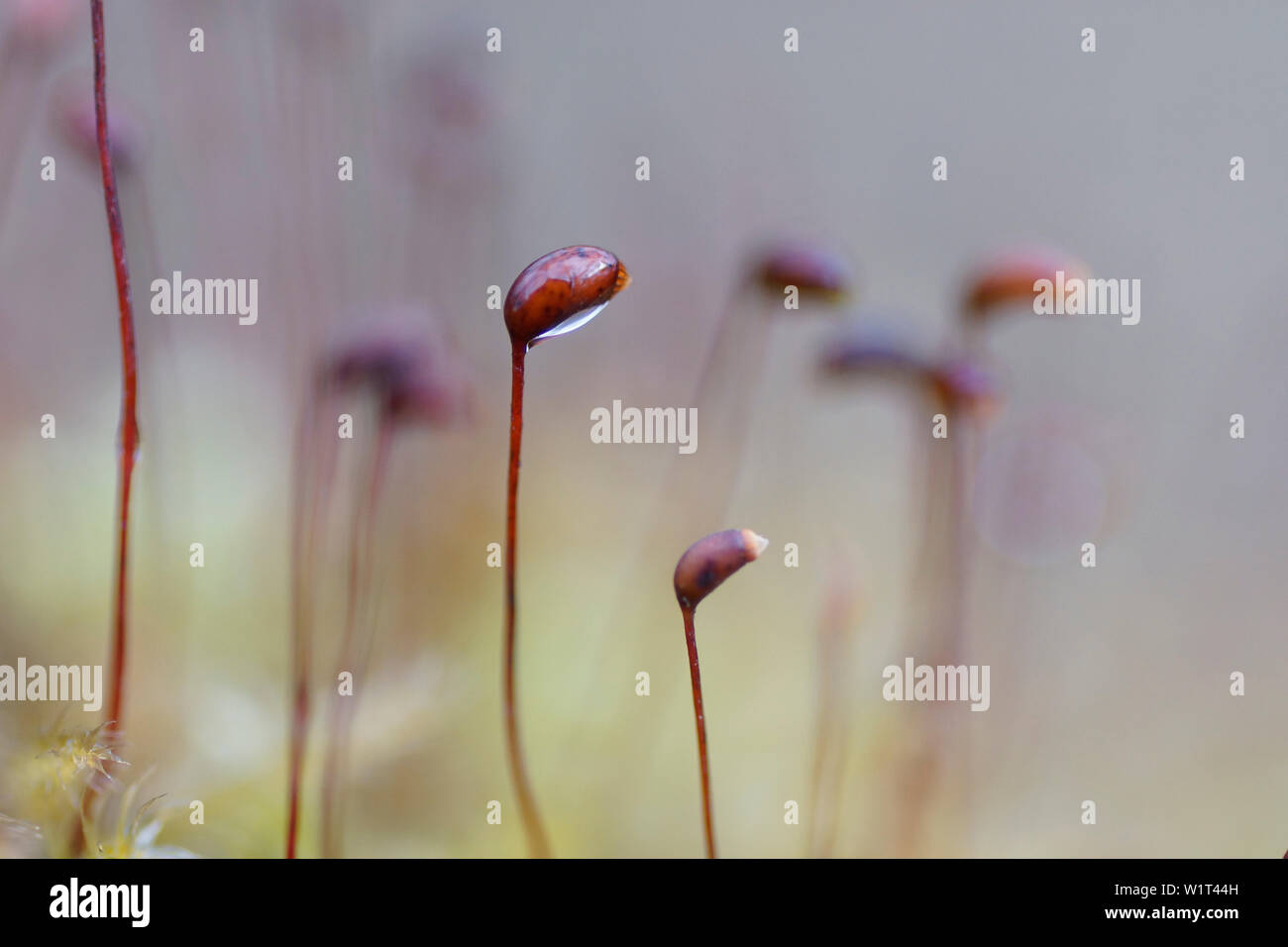 Sporophyt hi-res stock photography and images - Alamy