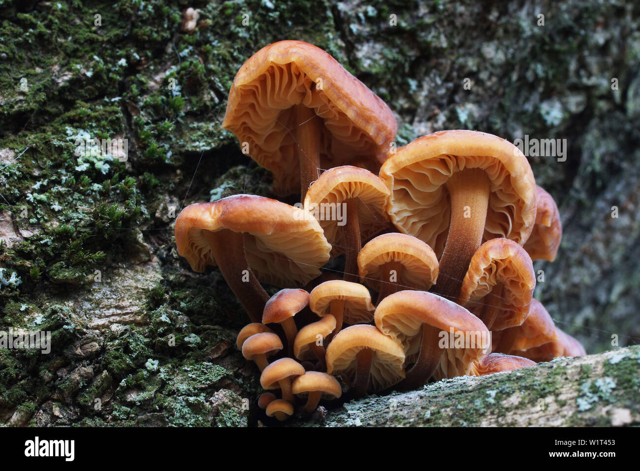 Pilz sporen hi-res stock photography and images - Alamy