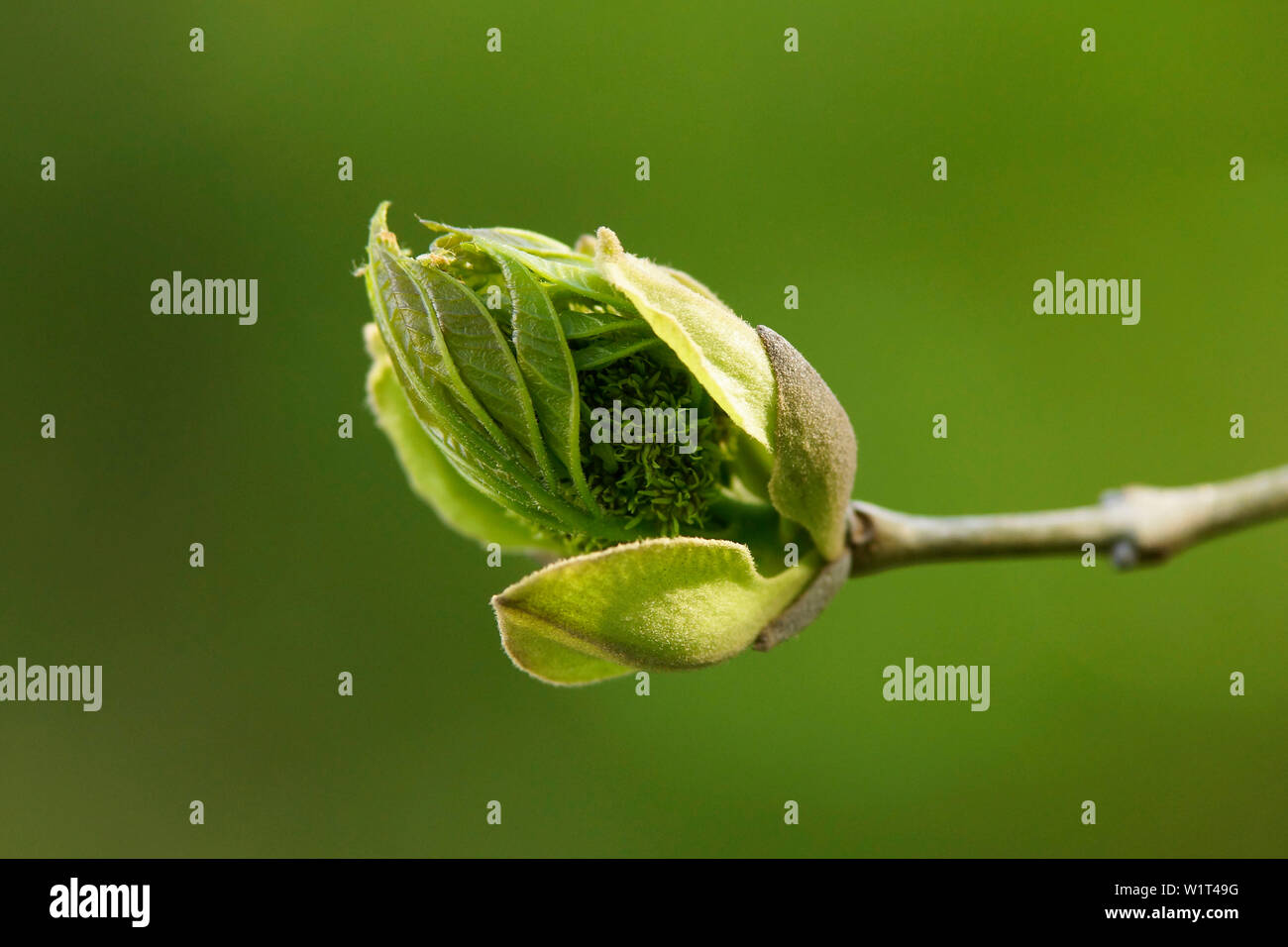 Garten knospe hi-res stock photography and images - Alamy