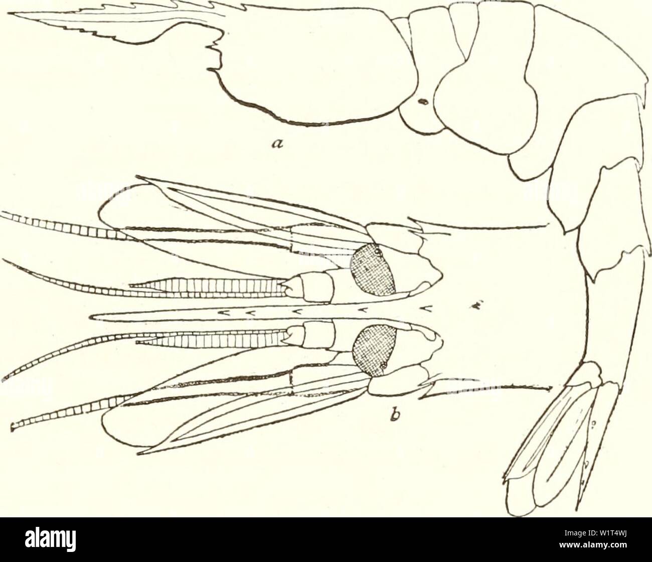 Lurn hi-res stock photography and images - Alamy