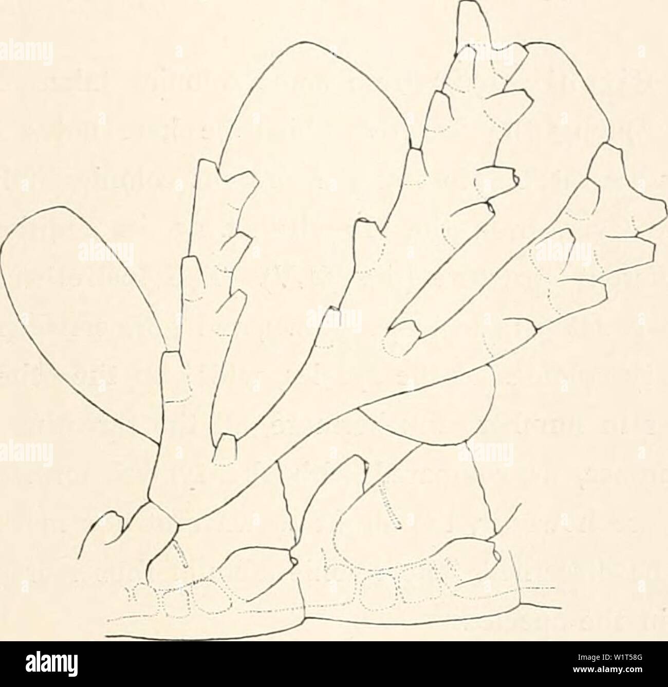 H formosus hi-res stock photography and images - Alamy