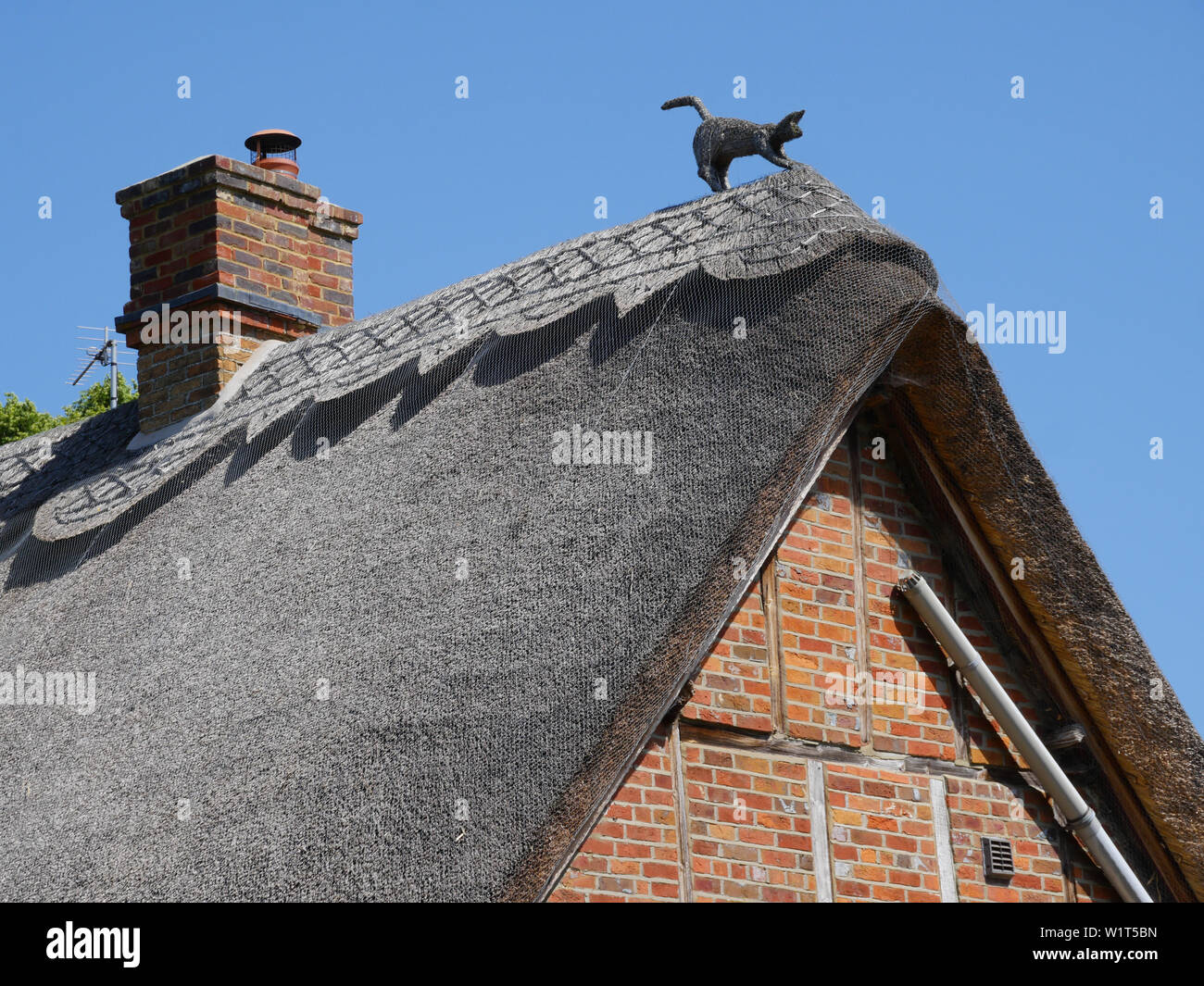 Thatched cat hi-res stock photography and images - Alamy