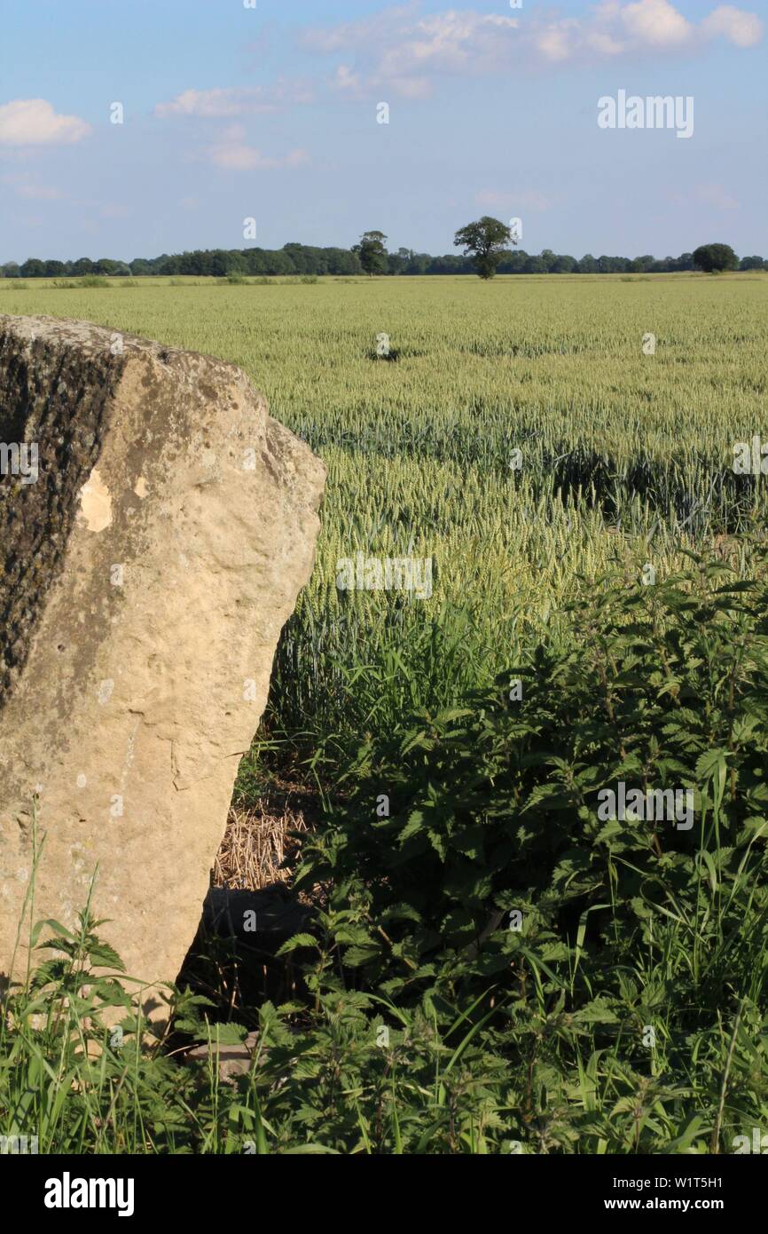 Green wheat field with blue sky and clouds on summers day, with stone ...