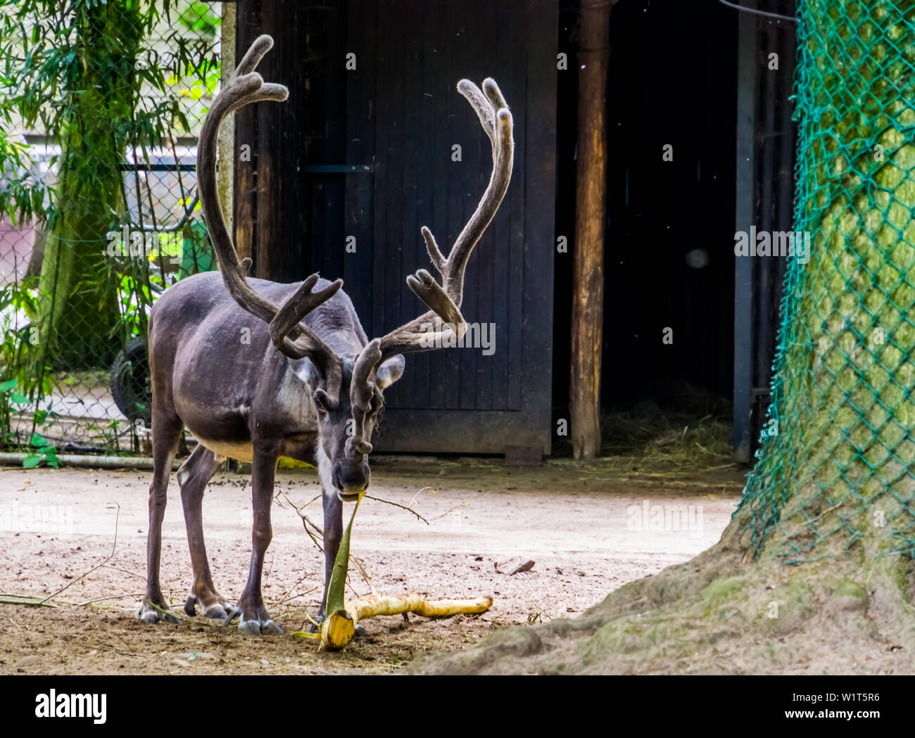Reindeer with huge antlers stripping a tree branch, popular animal ...