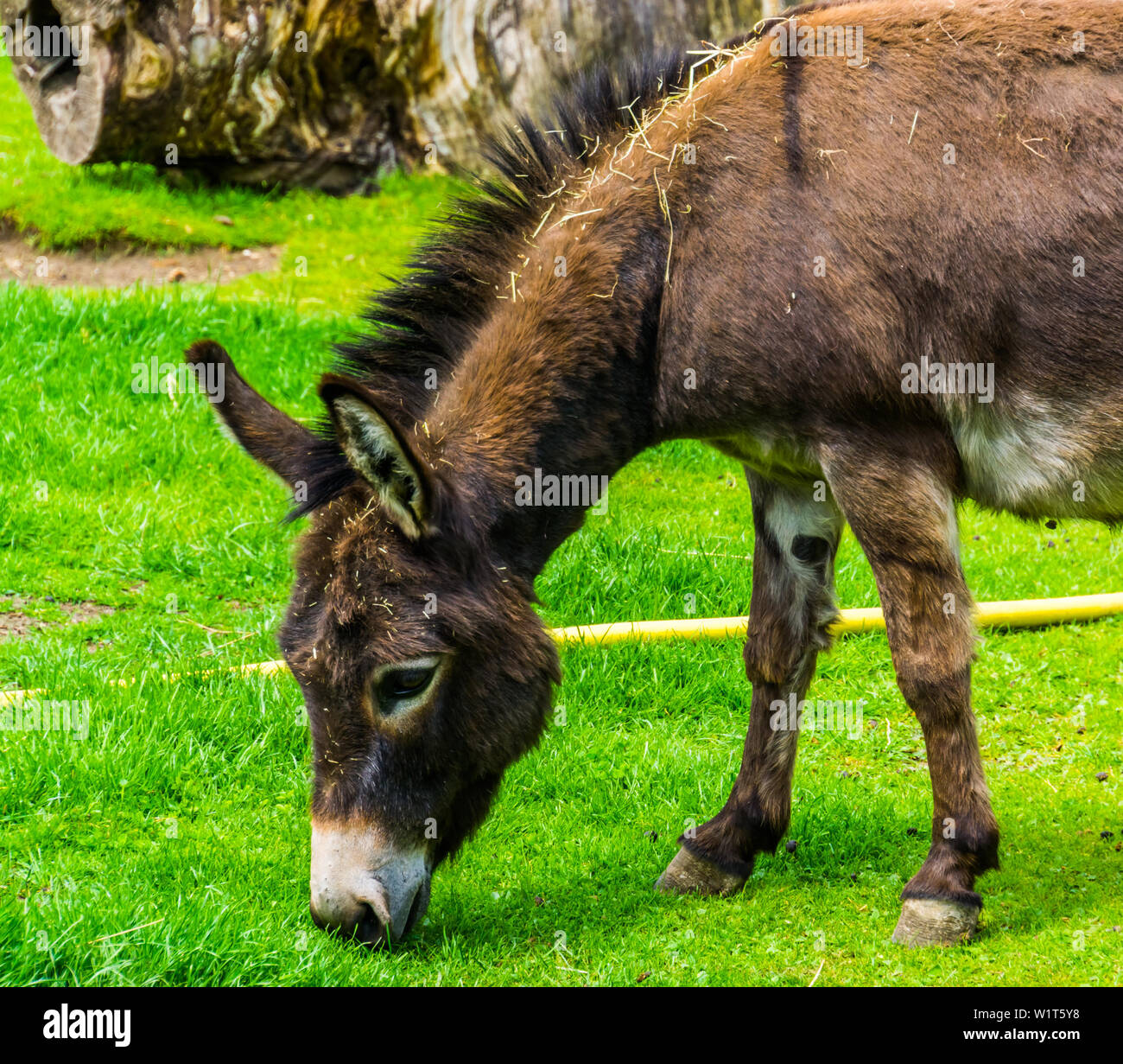 Miniature donkey hi-res stock photography and images - Alamy
