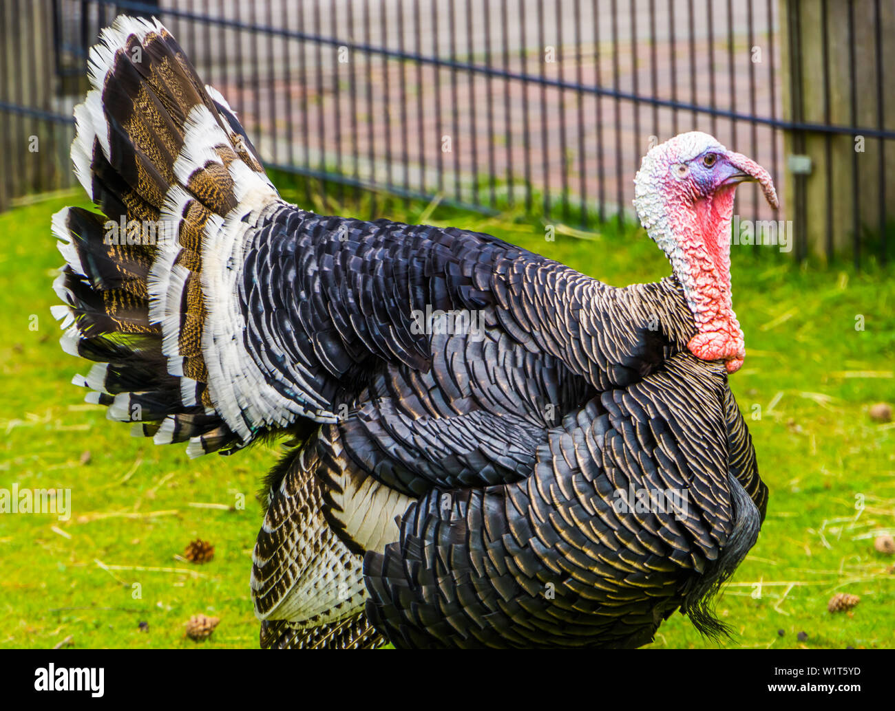Domestic turkey in closeup from the side, Beautiful ornamental bird ...
