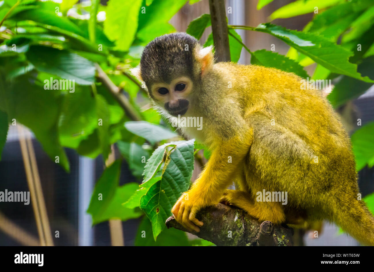 Small monkey hi-res stock photography and images - Alamy