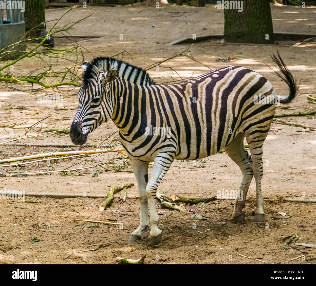 closeup portrait of a zululand zebra walking through the sand, common ...