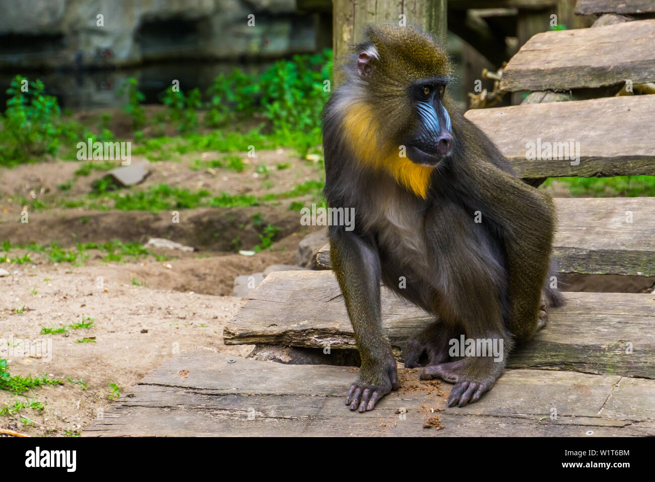 Monkey scratching its head hi-res stock photography and images - Alamy