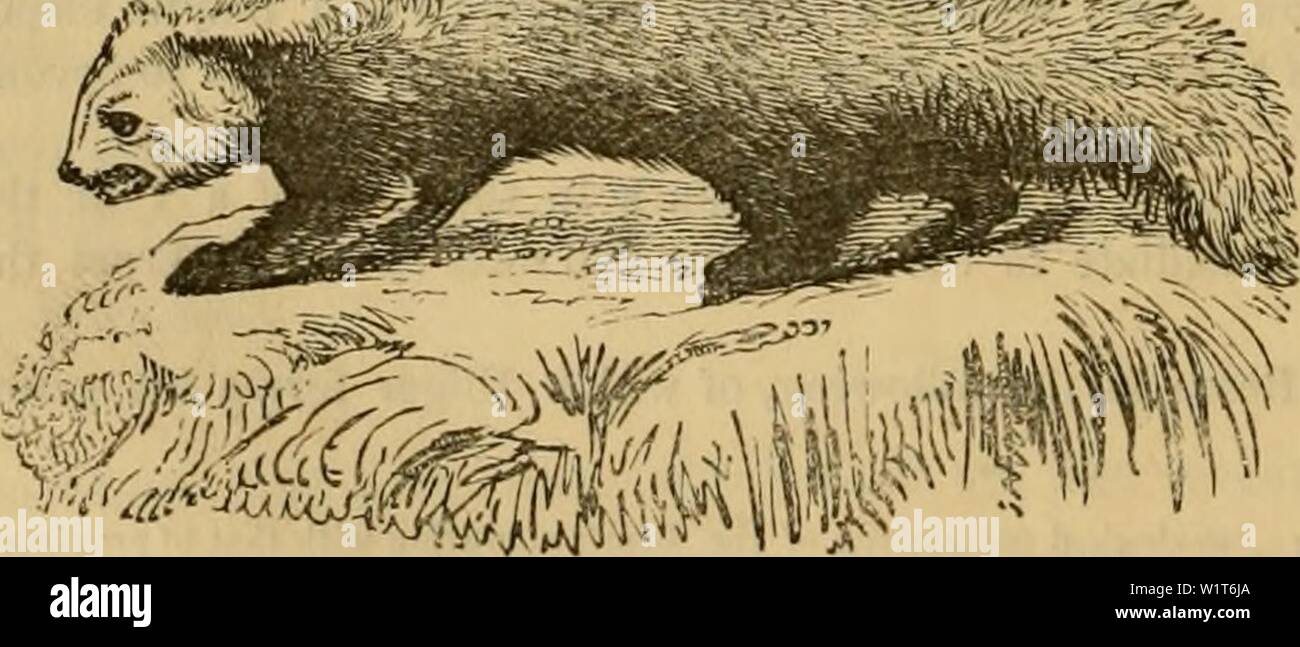 Albrecht the bear hi-res stock photography and images - Alamy