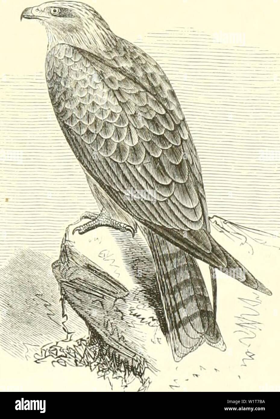 Wan hu hi-res stock photography and images - Alamy