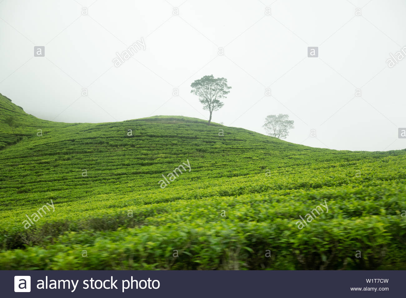 Talawakele High Resolution Stock Photography and Images - Alamy