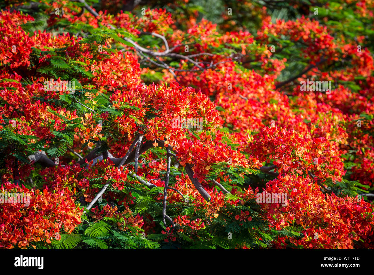 Red flamboyan hi-res stock photography and images - Alamy