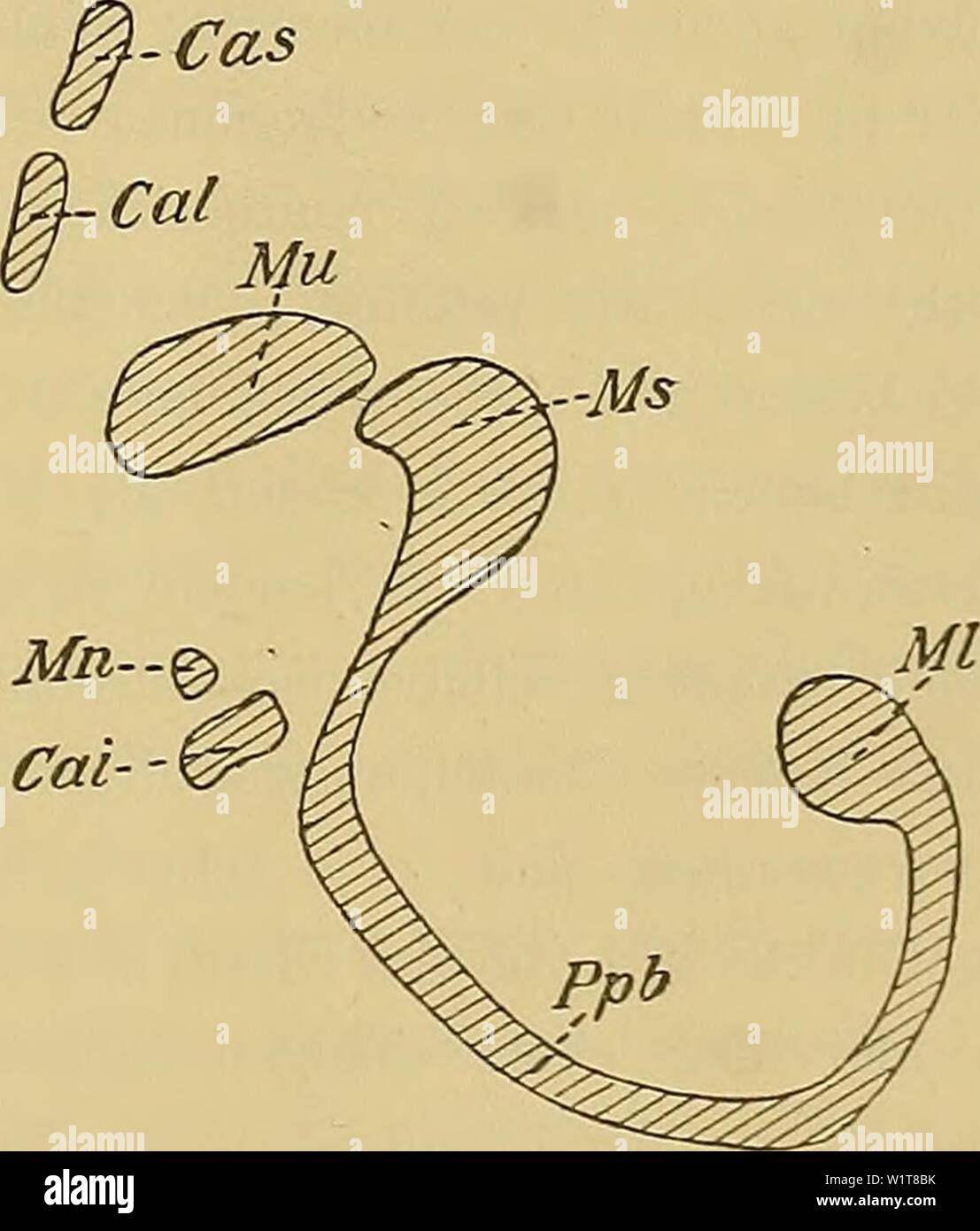 Ductus reuniens hi-res stock photography and images - Alamy