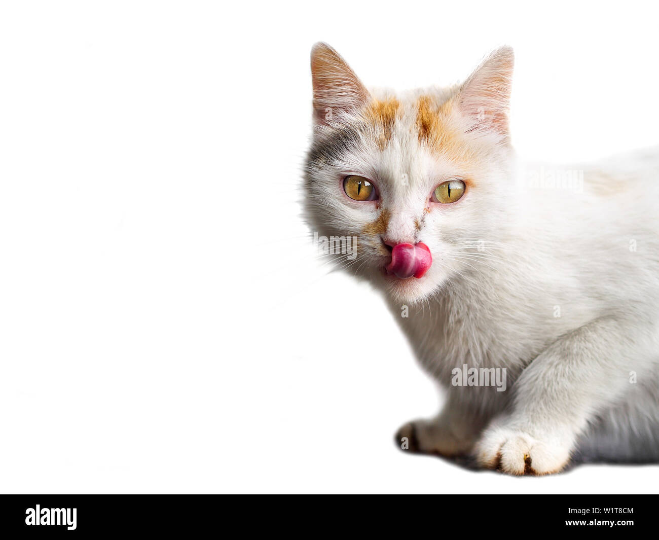 White cat mouth hi-res stock photography and images - Alamy