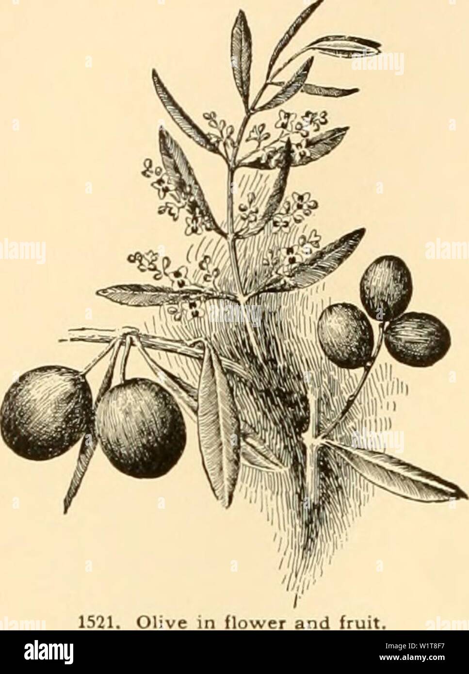 New mexico olive hi-res stock photography and images - Alamy