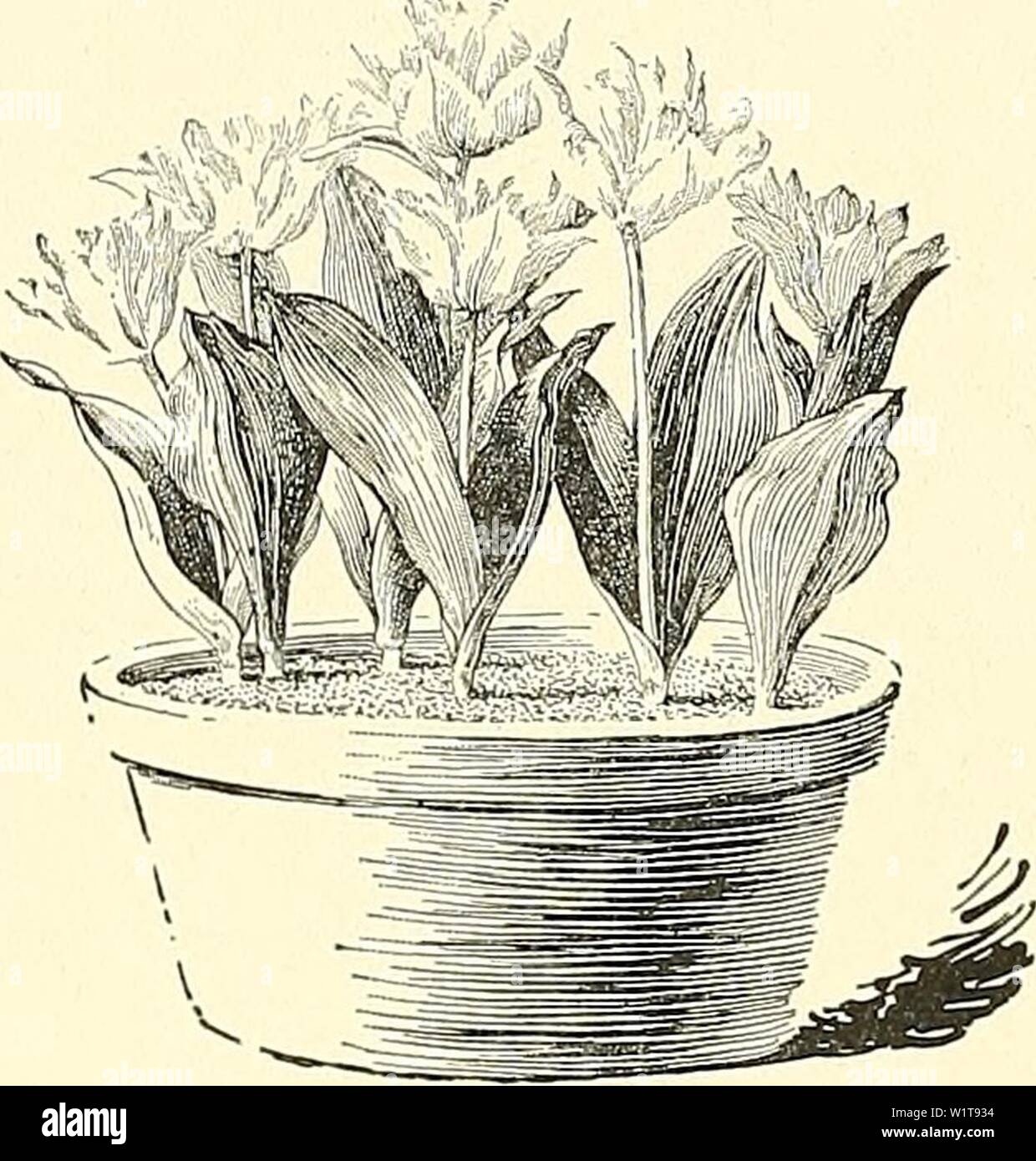 Cuspidate hi-res stock photography and images - Alamy