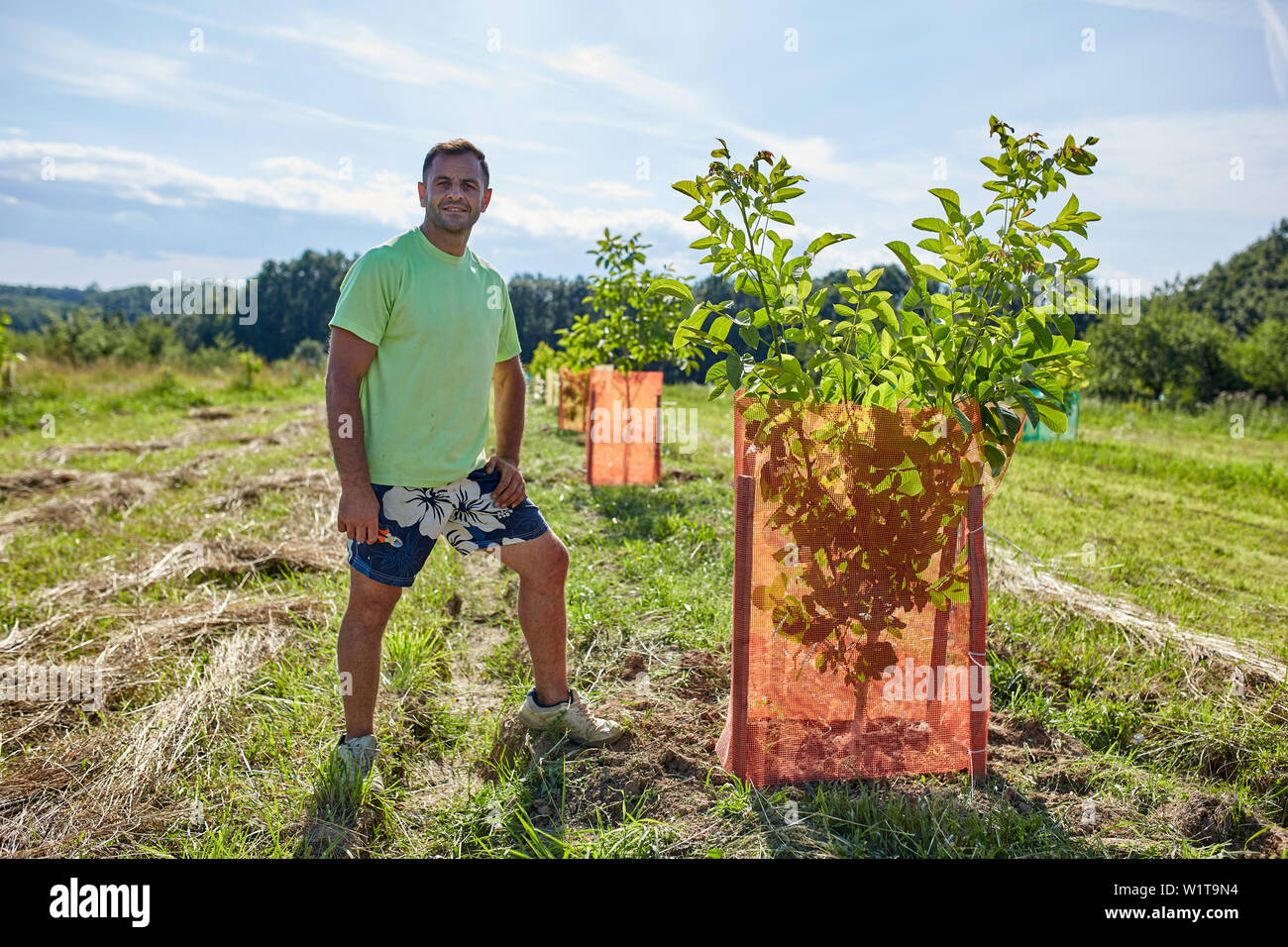 Farmer building mesh enclosures for protecting his walnut trees from ...