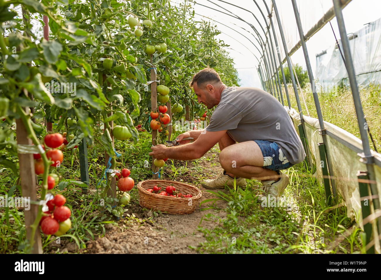 Farmer picking tomatoes in a basket, in the hothouse garden Stock Photo - Alamy