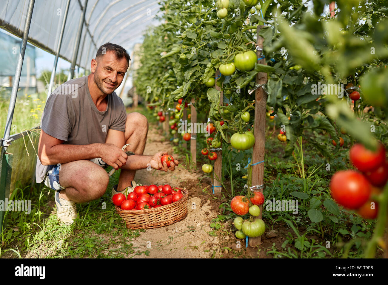 Farmer picking tomatoes in a basket, in the hothouse garden Stock Photo - Alamy