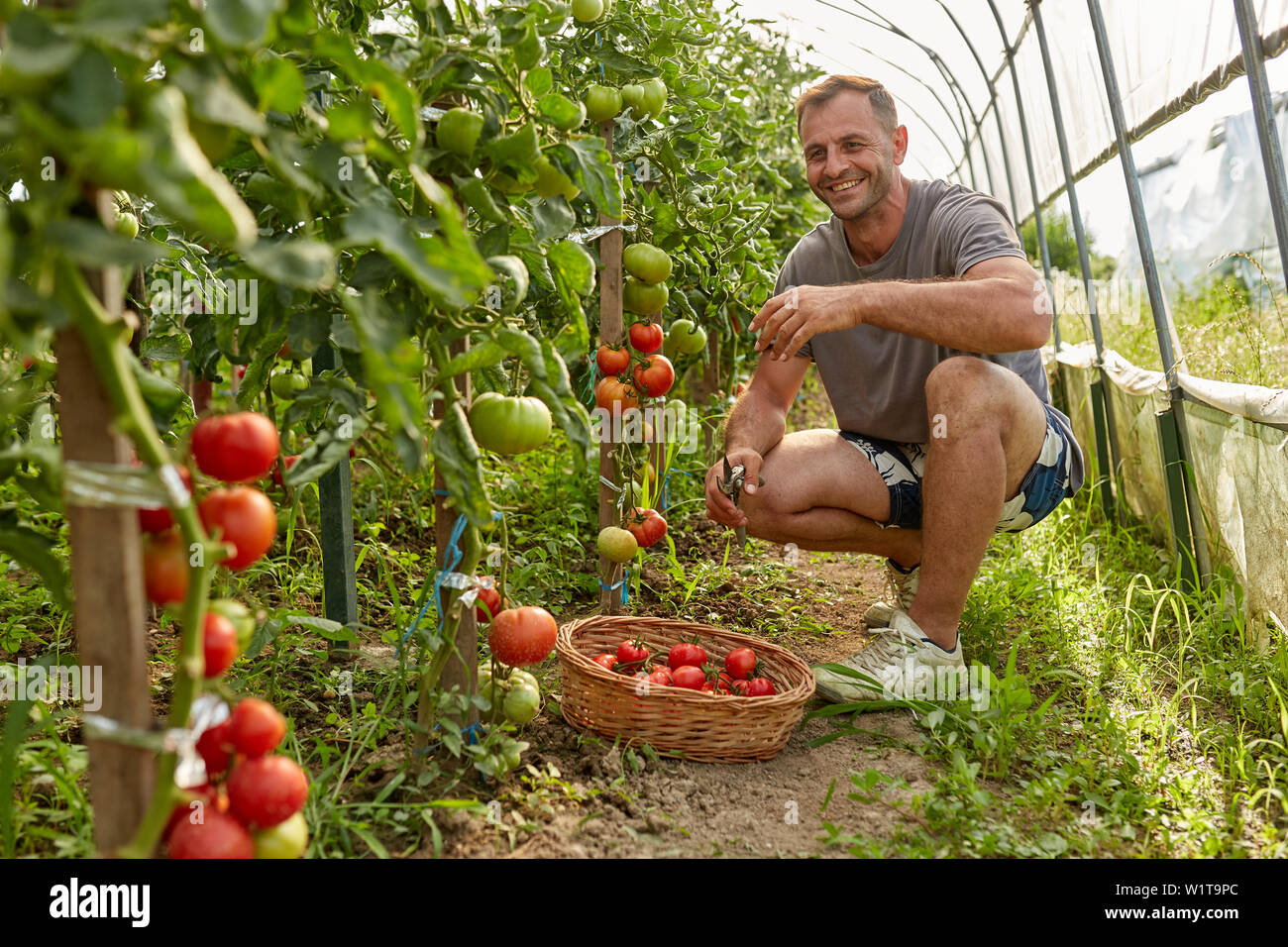 Farmer picking tomatoes in a basket, in the hothouse garden Stock Photo - Alamy