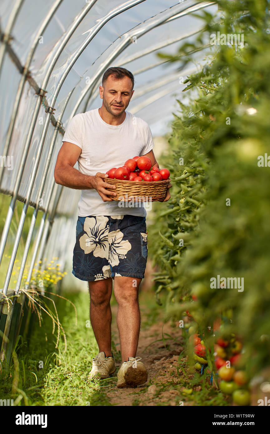 Farmer picking tomatoes in a basket, in the hothouse garden Stock Photo - Alamy