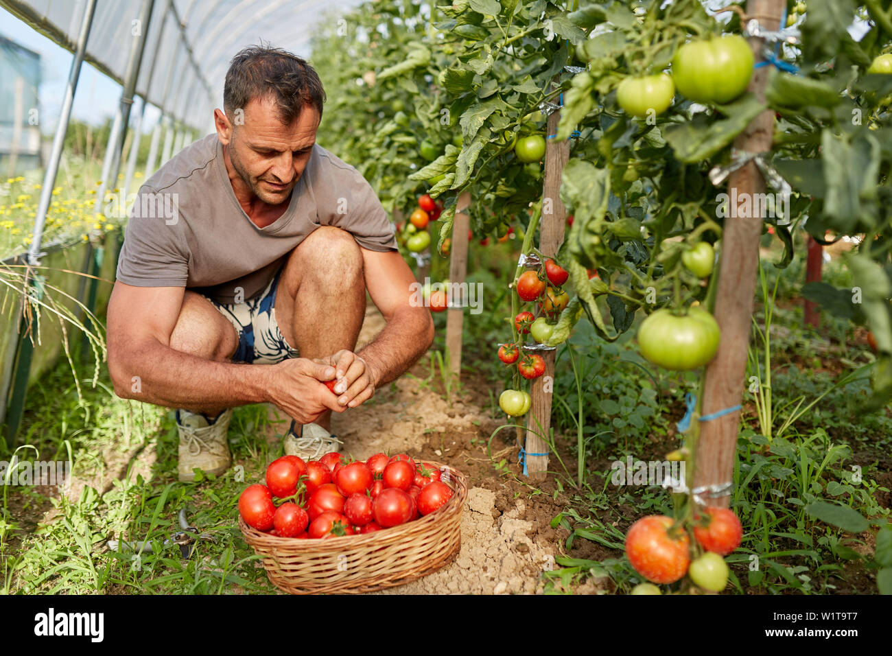 Farmer picking tomatoes in a basket, in the hothouse garden Stock Photo - Alamy