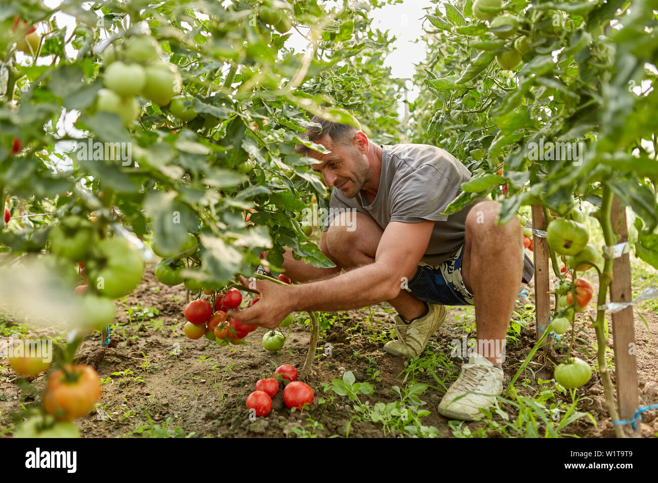 Farmer picking tomatoes in a basket, in the hothouse garden Stock Photo - Alamy
